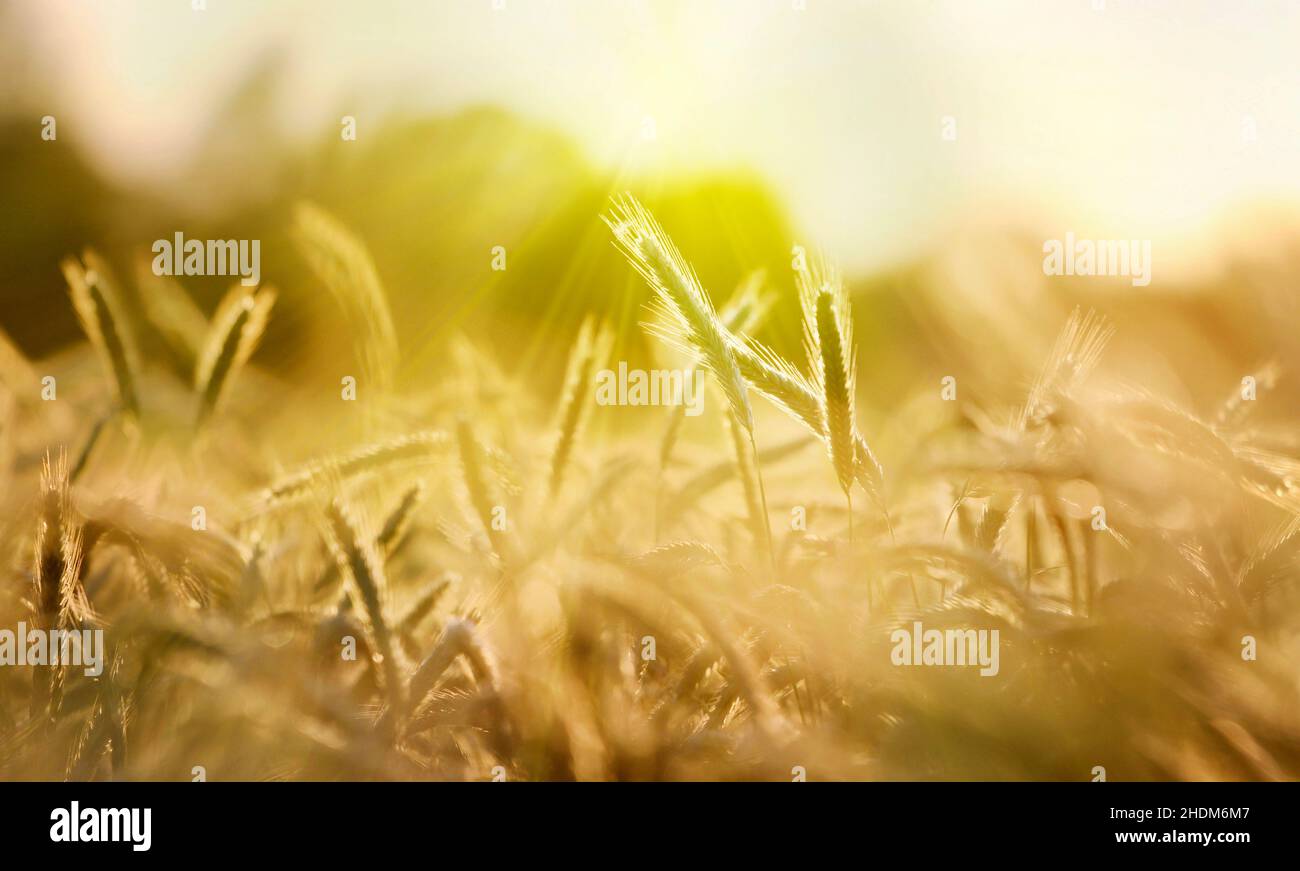 Barley corn field barleys hi-res stock photography and images - Alamy