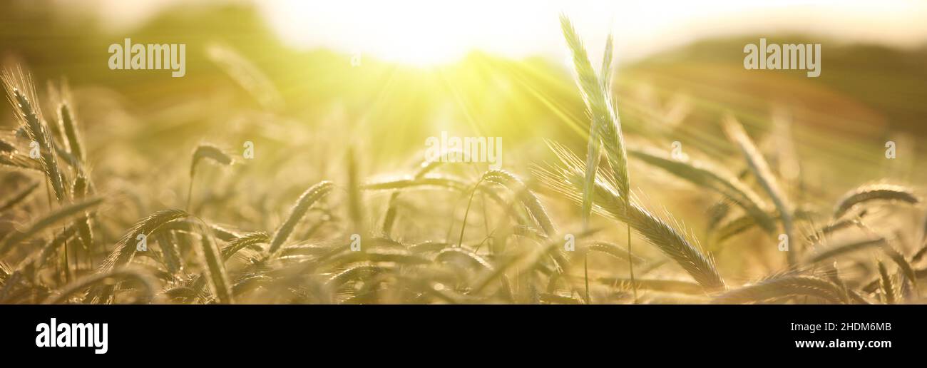 sunbeams, corn field, sun beams, sun ray, sun rays, sunbeam, sunray ...