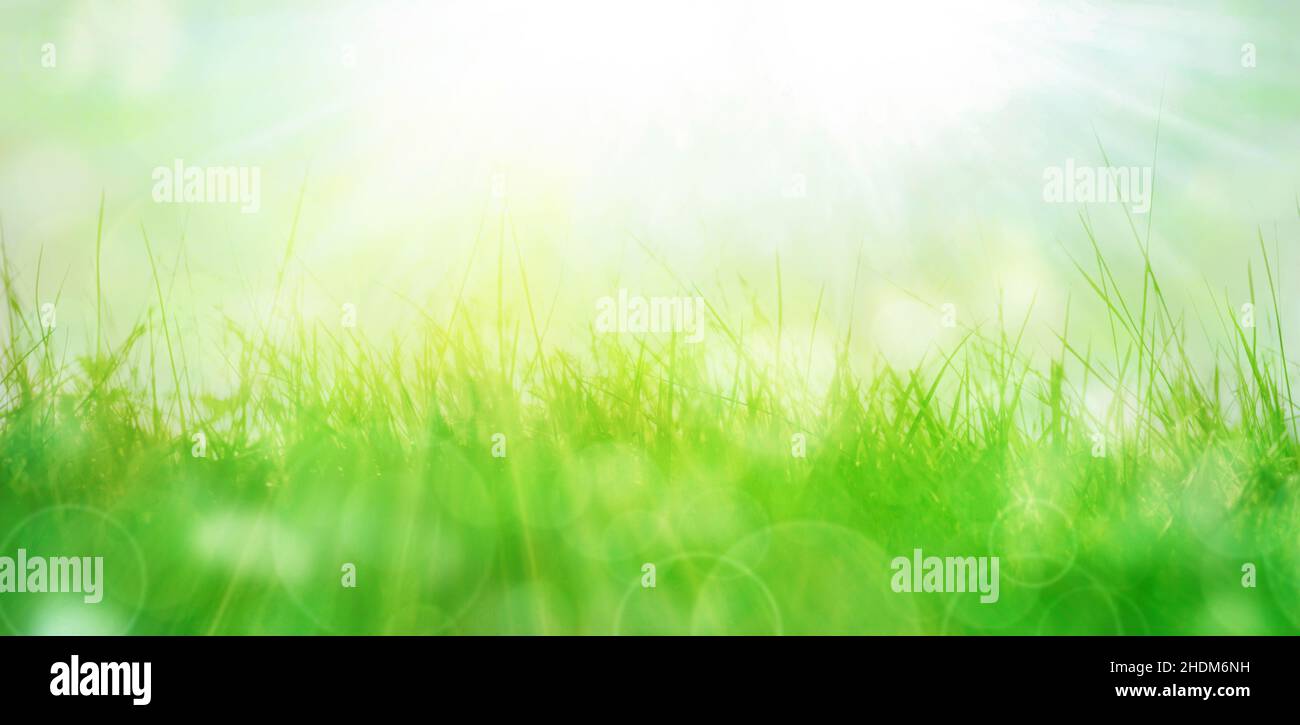 sunlight, meadow, spring, sun ray, sun rays, sunbeam, sunbeams ...