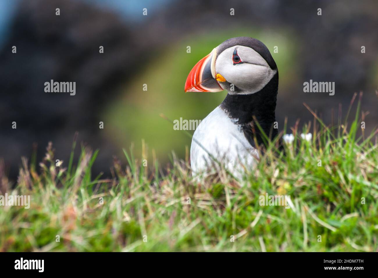 atlantic puffin, puffin, atlantic puffins Stock Photo - Alamy