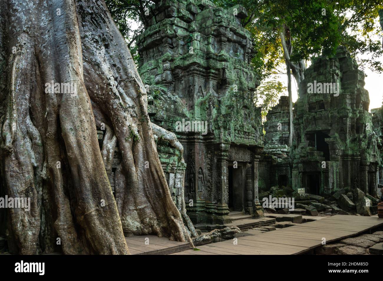 temples, fig tree, ta prohm, temple, fig trees, ta prohms Stock Photo ...