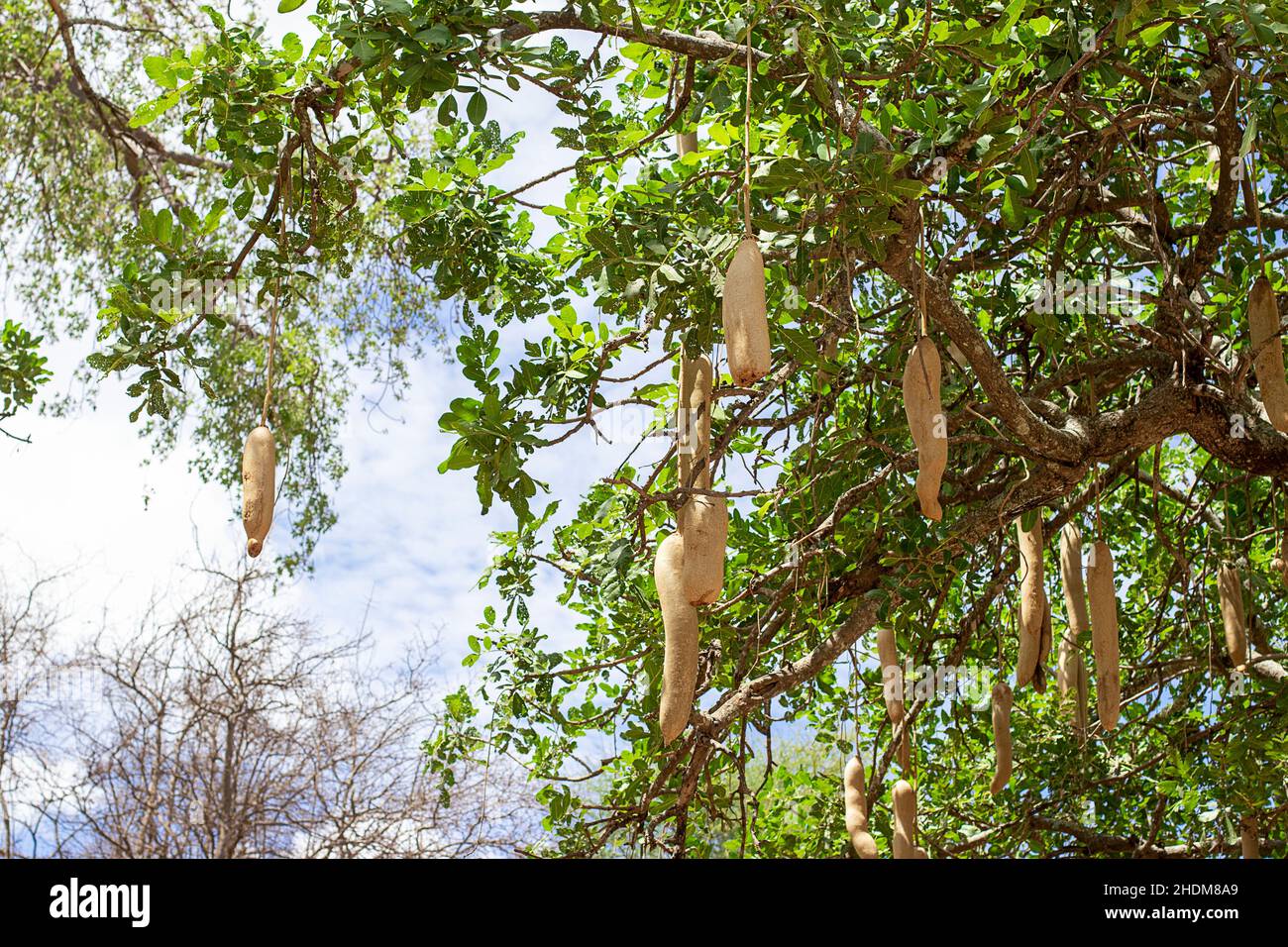 Sausage Tree In The Rainforest