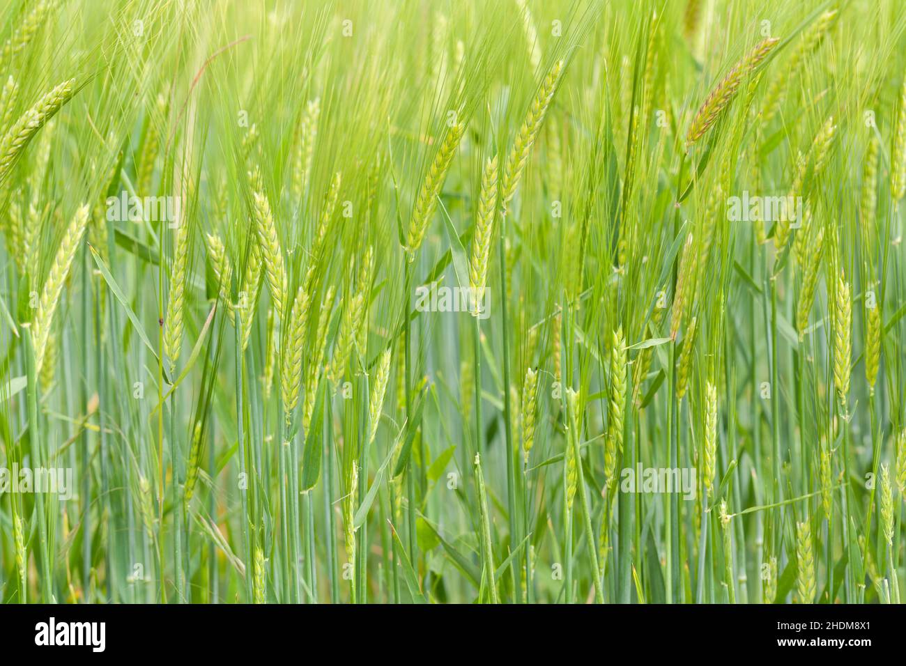 grain, barley, corn field, grains, barleys, corn fields Stock Photo - Alamy