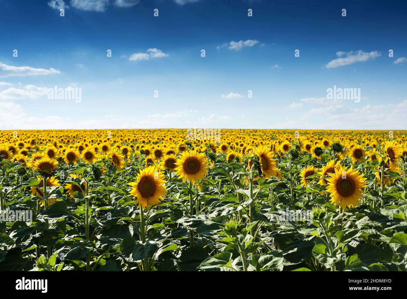 Lower sunflower plant plant sunflowers hi-res stock photography and ...