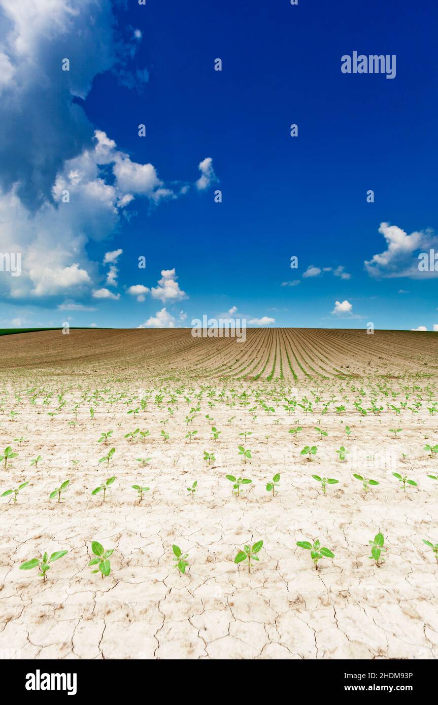 sunflower, crop, outbuilding, sunflowers, crops, plant, outbuildings ...