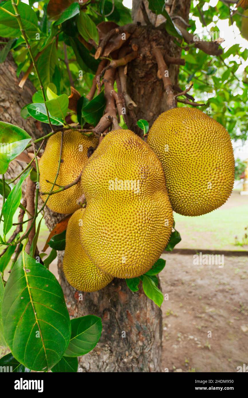 jackfruit, jackfruit tree, jackfruits Stock Photo - Alamy