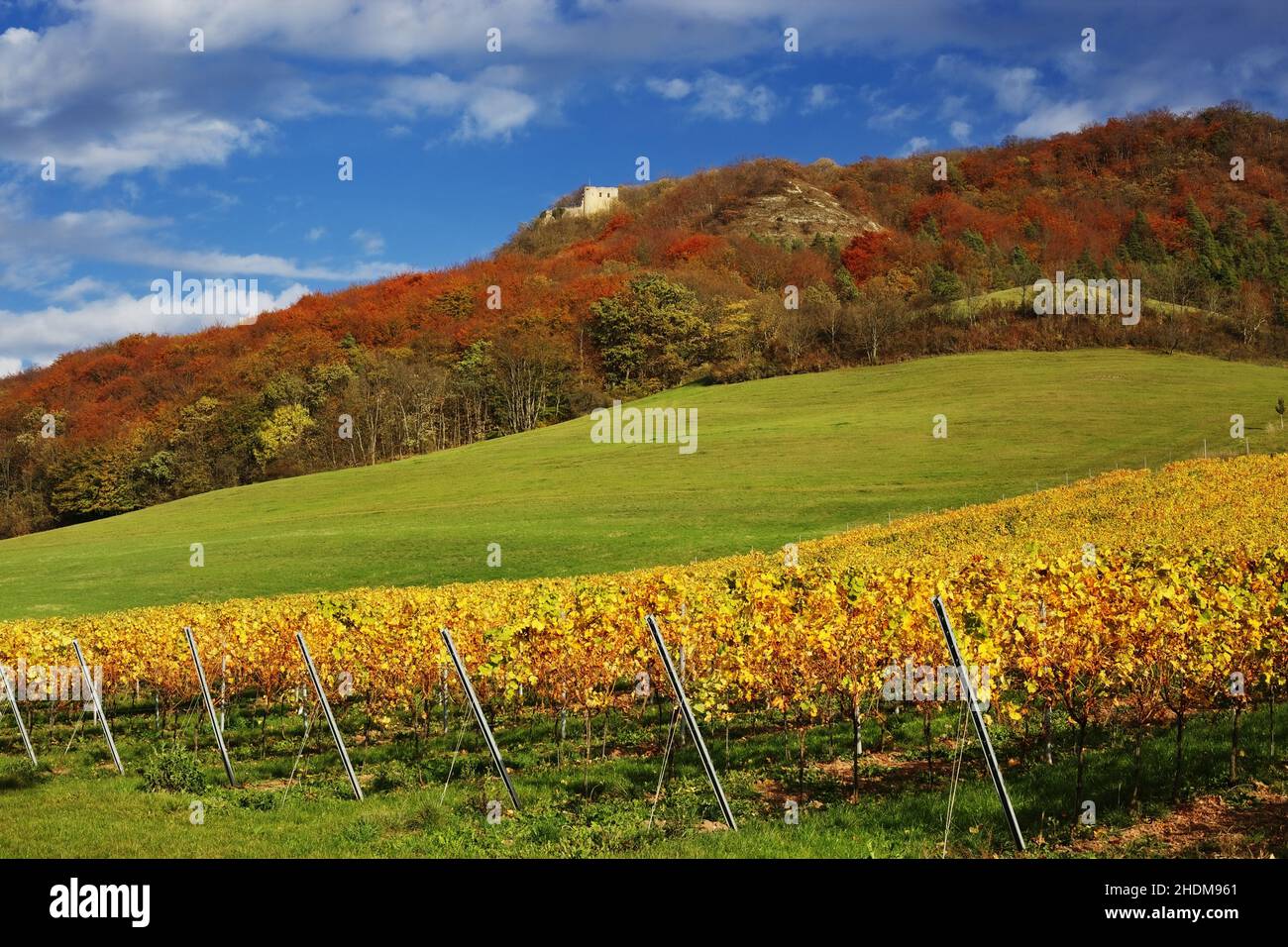 thuringia, wine-growing region, thuringias, wine-growing regions Stock ...