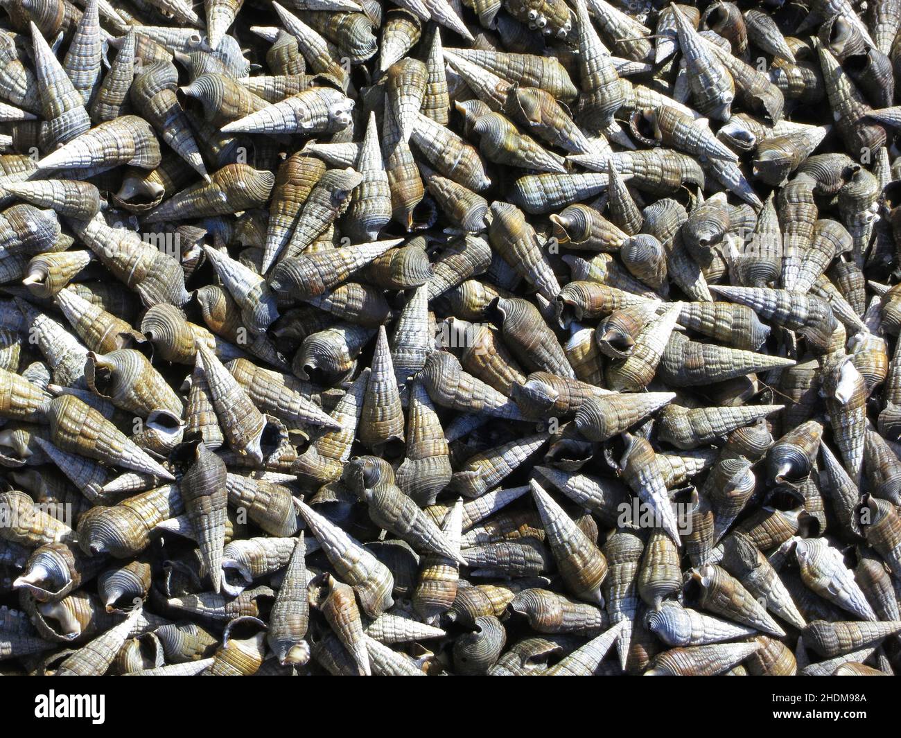 snail shell, conch shell, snail shells, conch shells Stock Photo - Alamy