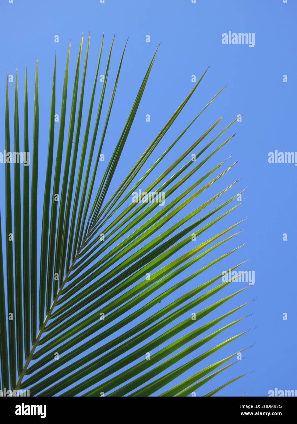 fan, palm leaf, fans, palm leafs Stock Photo - Alamy