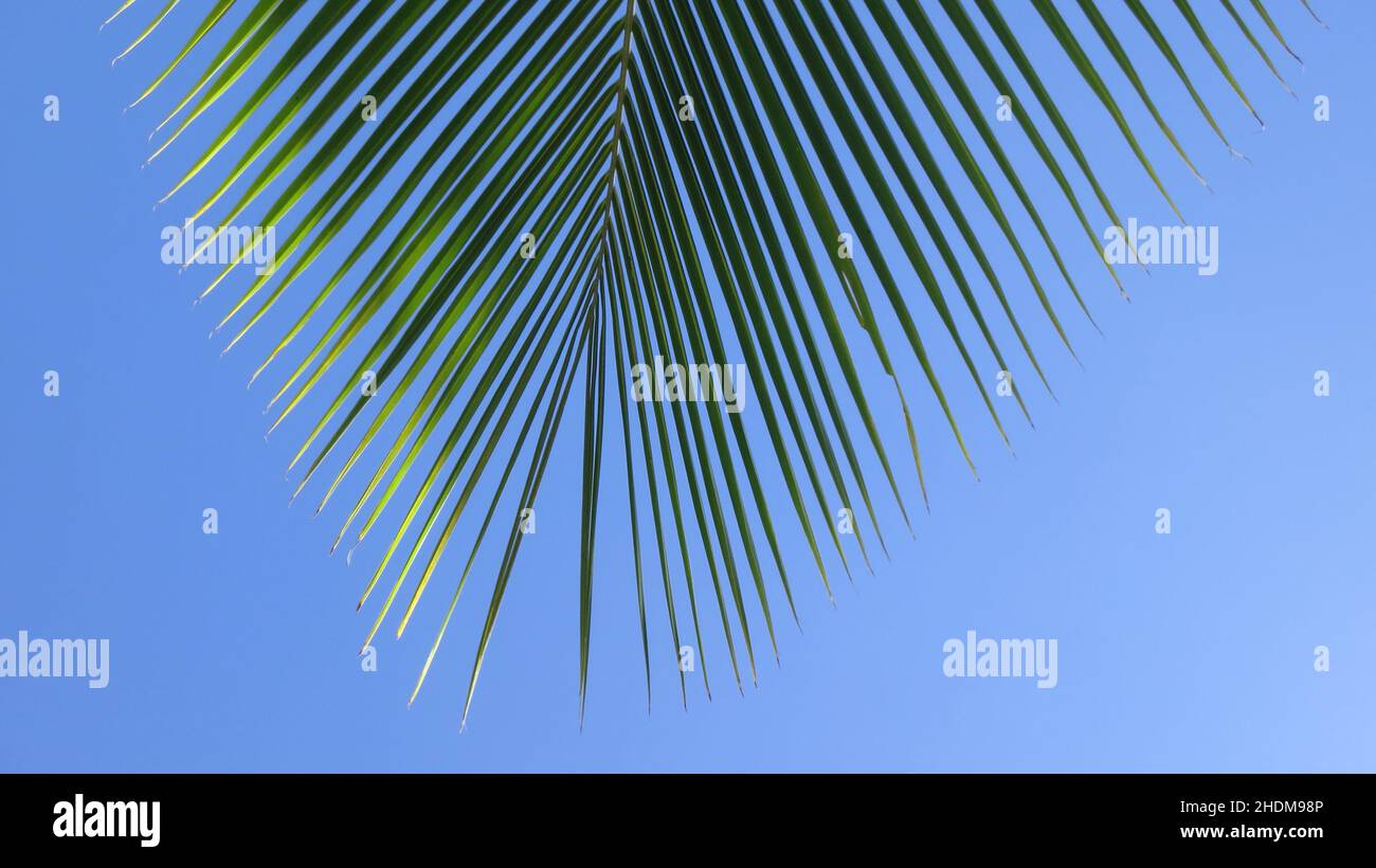 graphically, palm leaf, graphicallies, palm leafs Stock Photo - Alamy