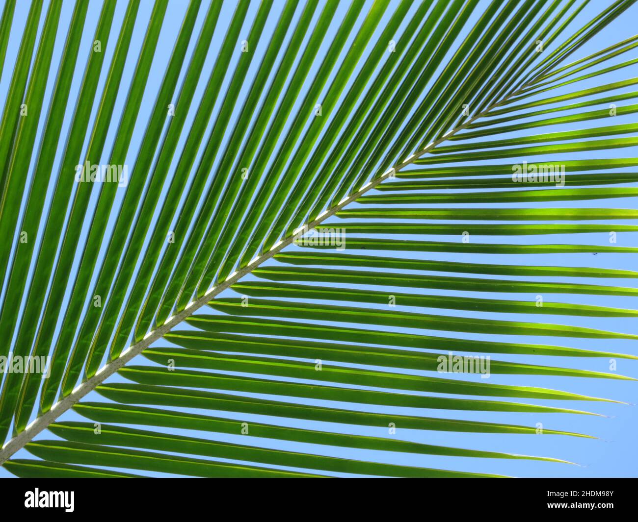 palm fronds, coconut palm tree, palm frond, coconut palm trees Stock ...
