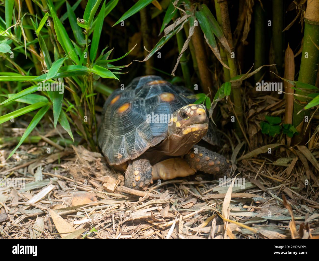 Red-Footed Tortoise (Chelonoidis Carbonarius) a Species from Northern ...