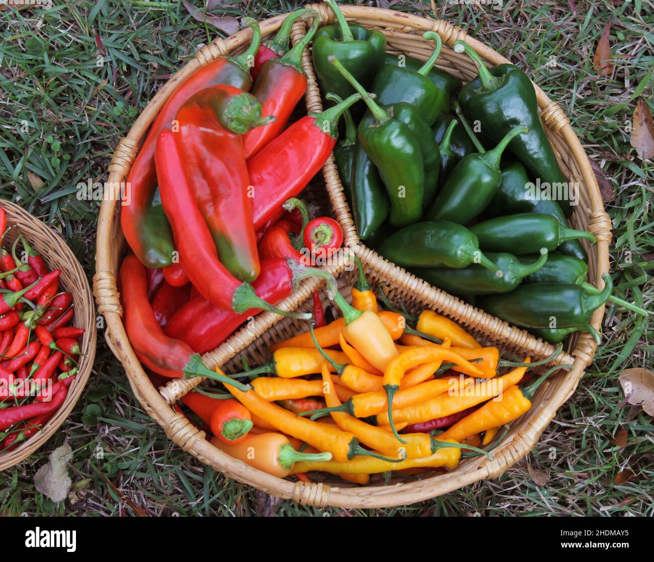Poblano Peppers with Red Peppers and Yellow Peppers Stock Photo - Alamy