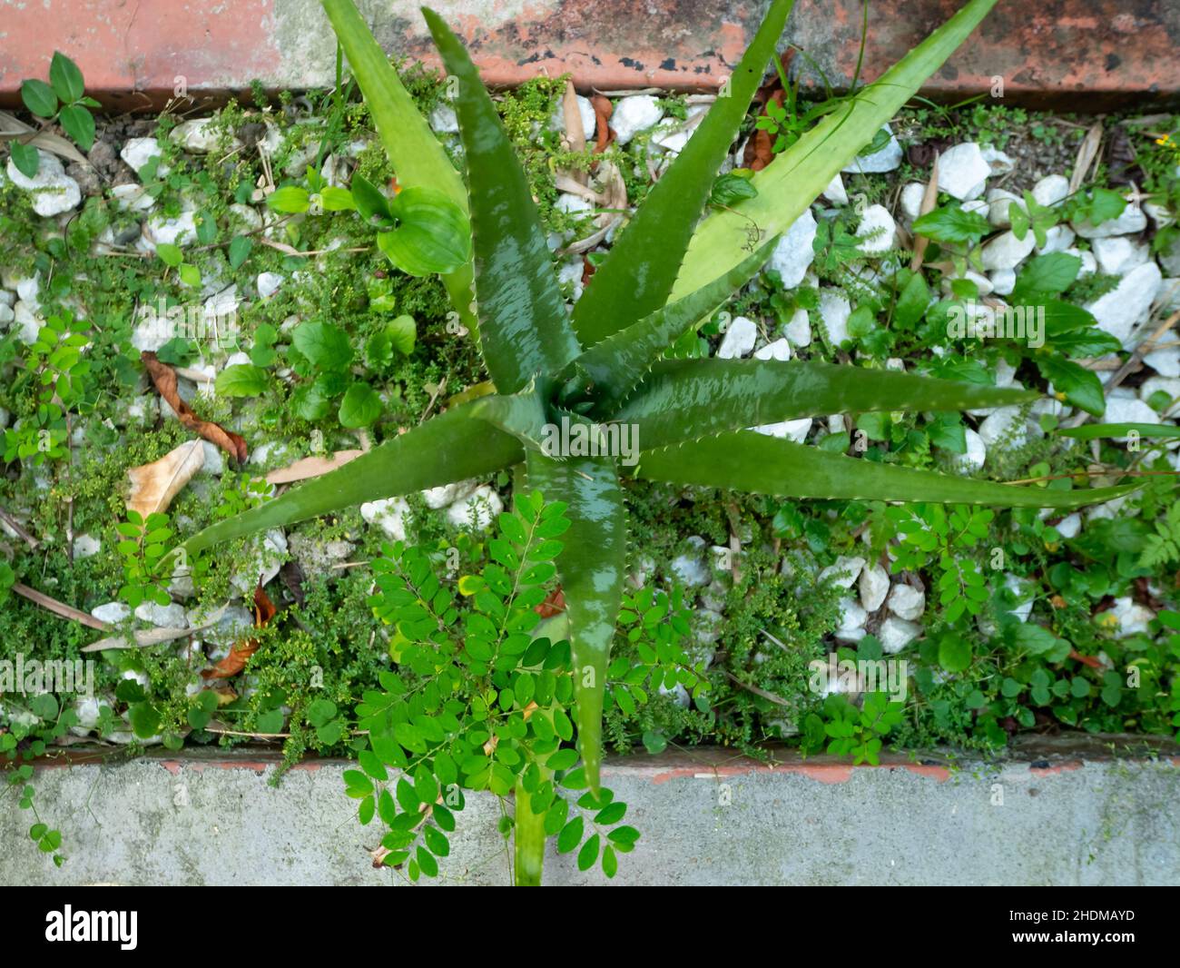 Aloe Vera, a Green Plant with Large Leaves in the Garden Stock Photo ...