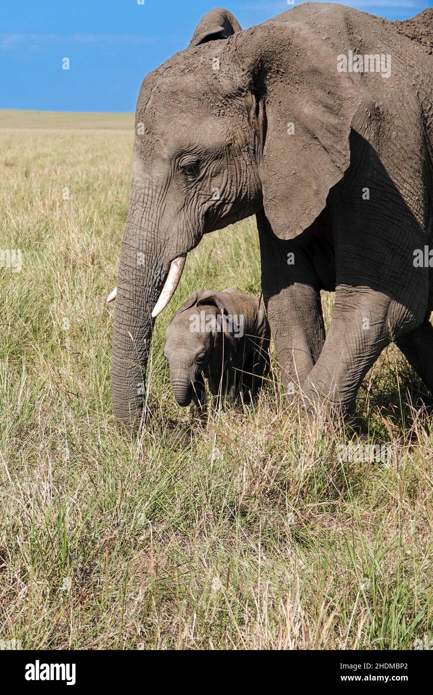 African ele hi-res stock photography and images - Alamy