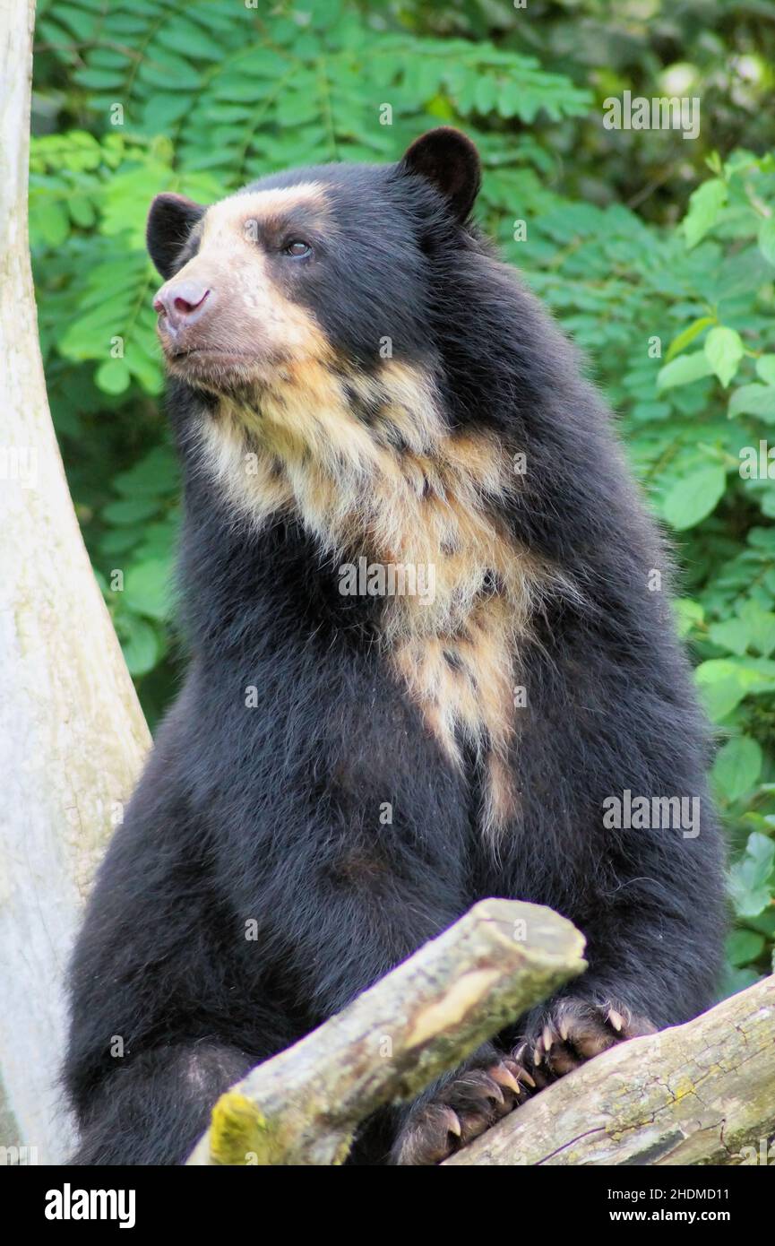 Giant short faced bears hi-res stock photography and images - Alamy