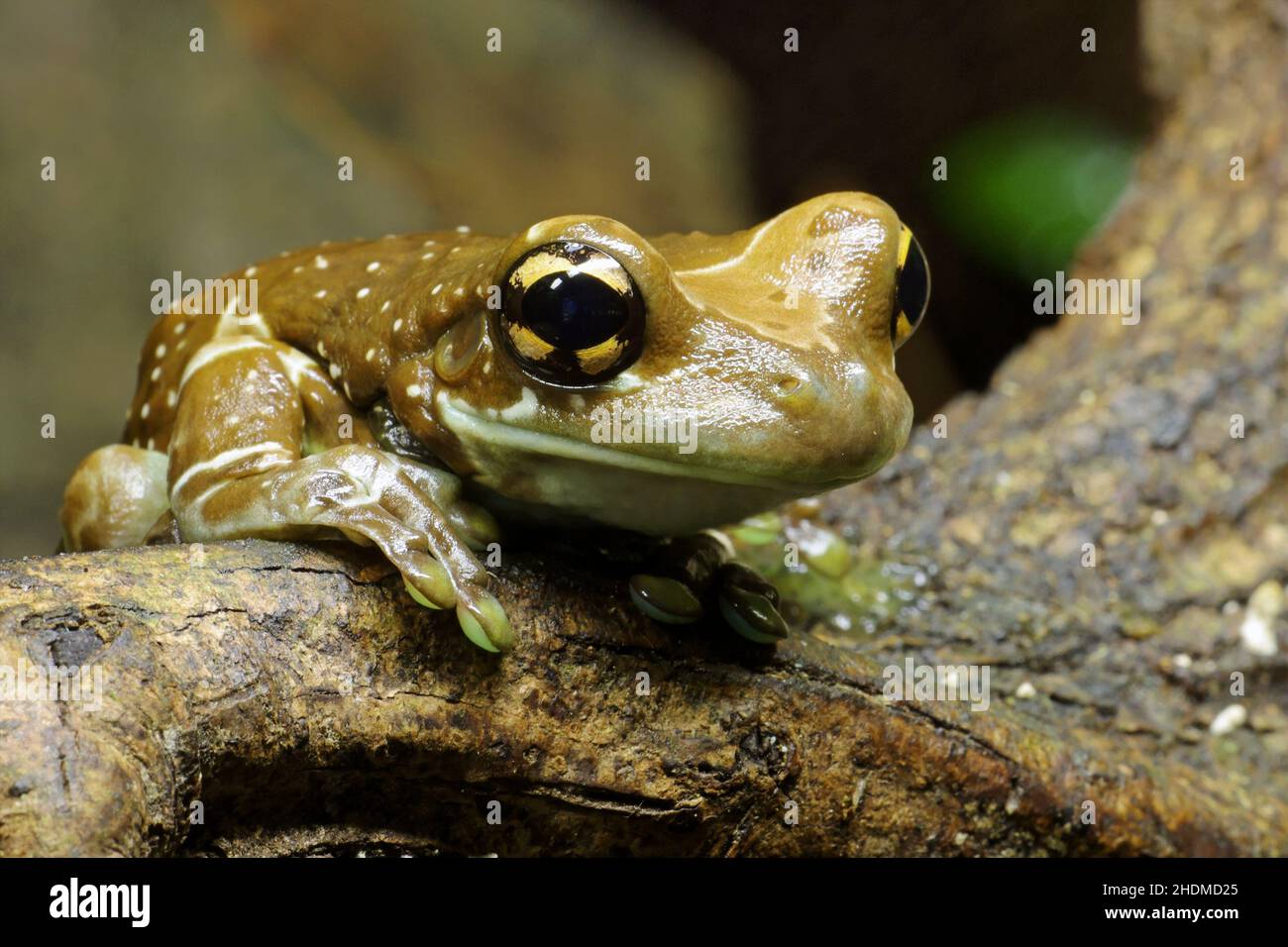 frog, mission golden-eyed tree frog, frogs Stock Photo - Alamy