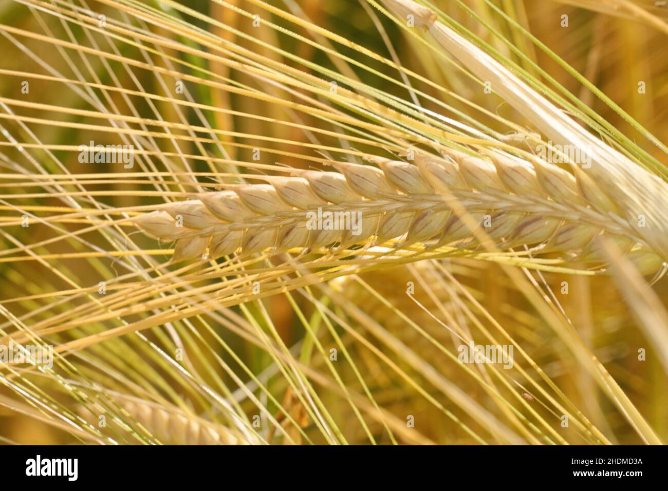 wheat ear, wheat ears Stock Photo - Alamy