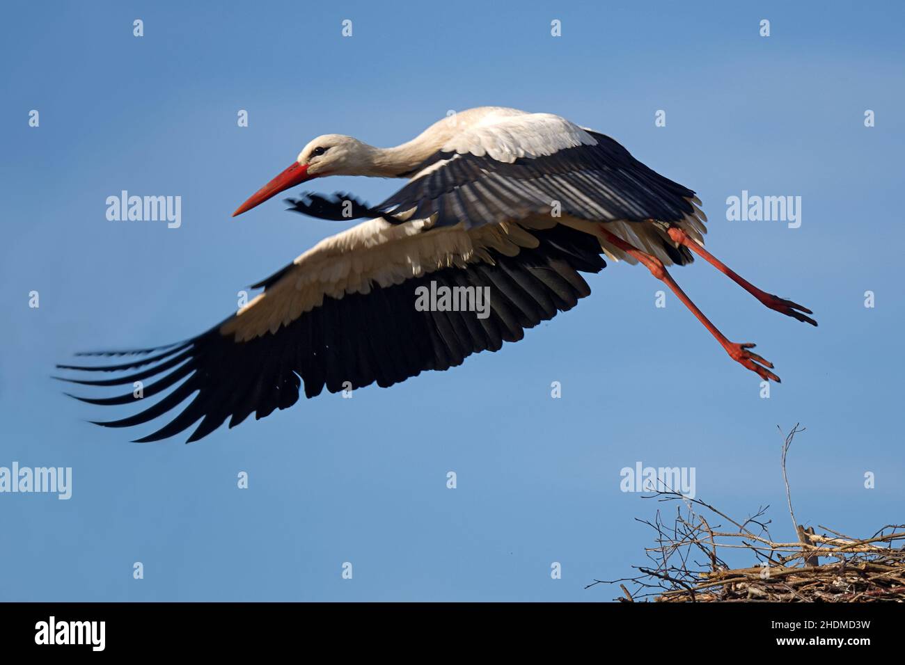 Storks cool cool cool hi-res stock photography and images - Alamy
