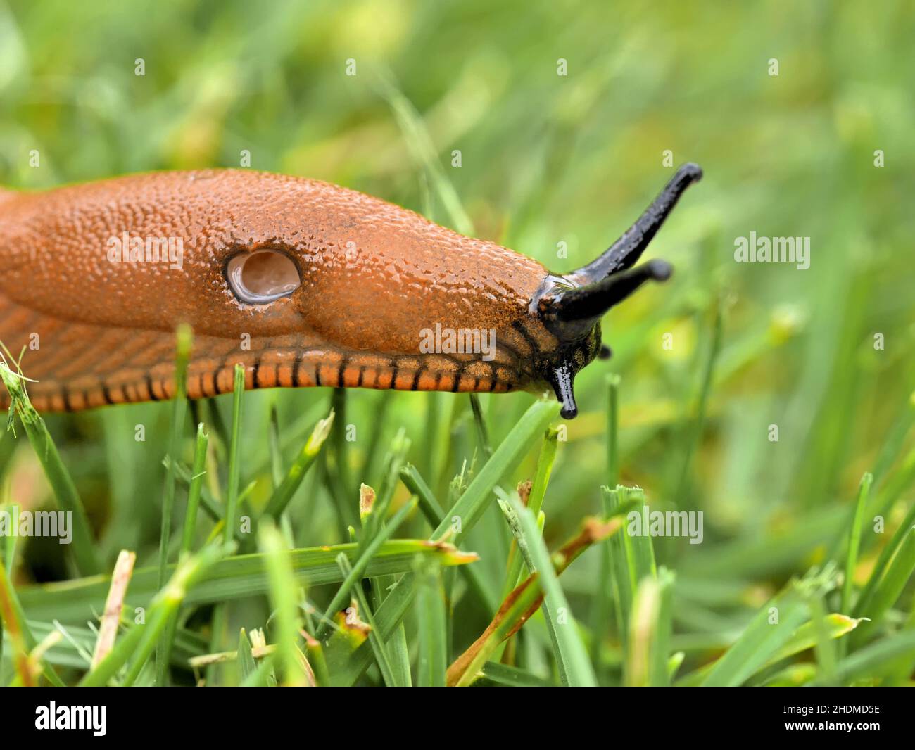 slug, red way slug, slugs Stock Photo - Alamy