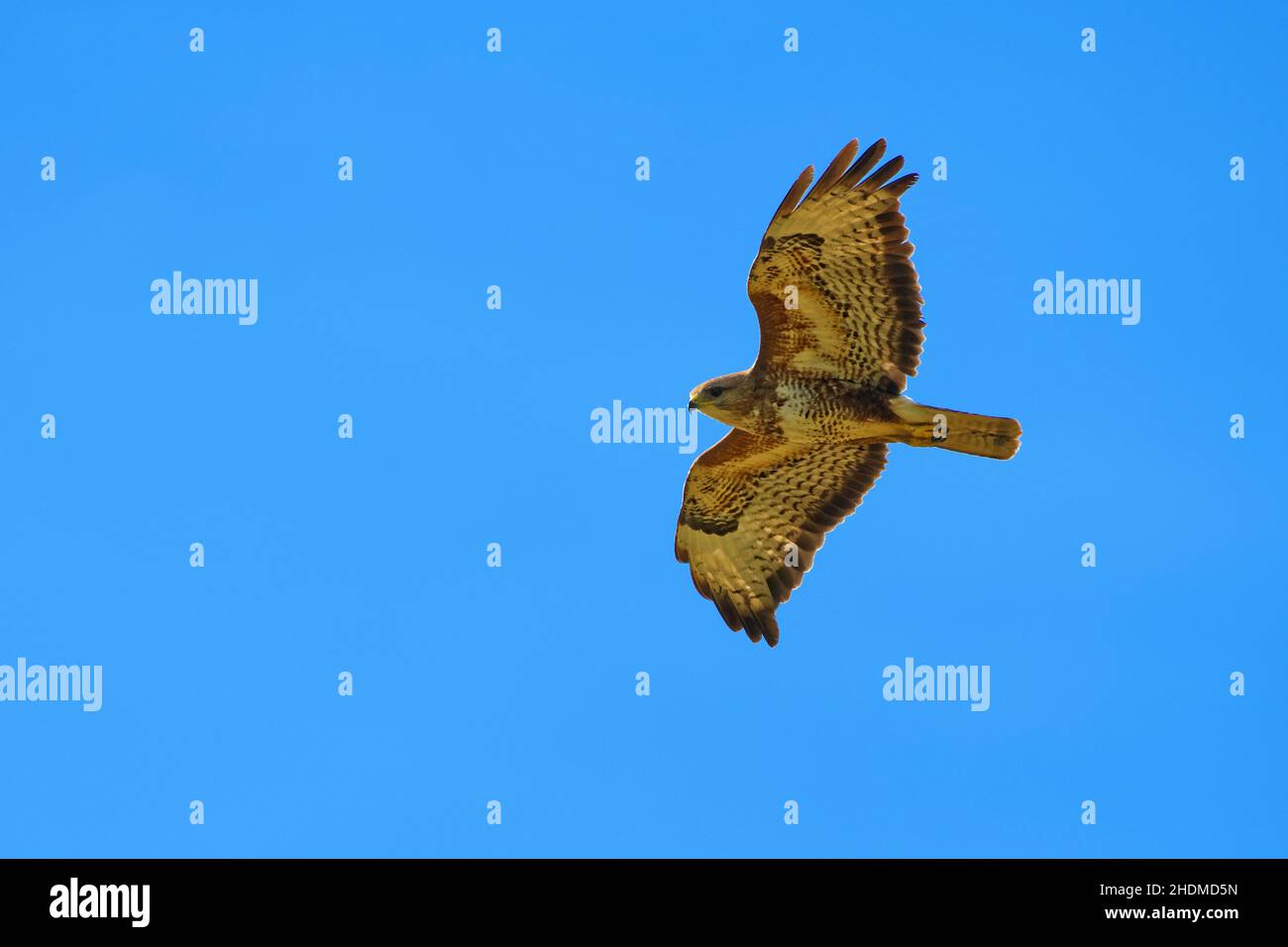 Bussards hi-res stock photography and images - Alamy