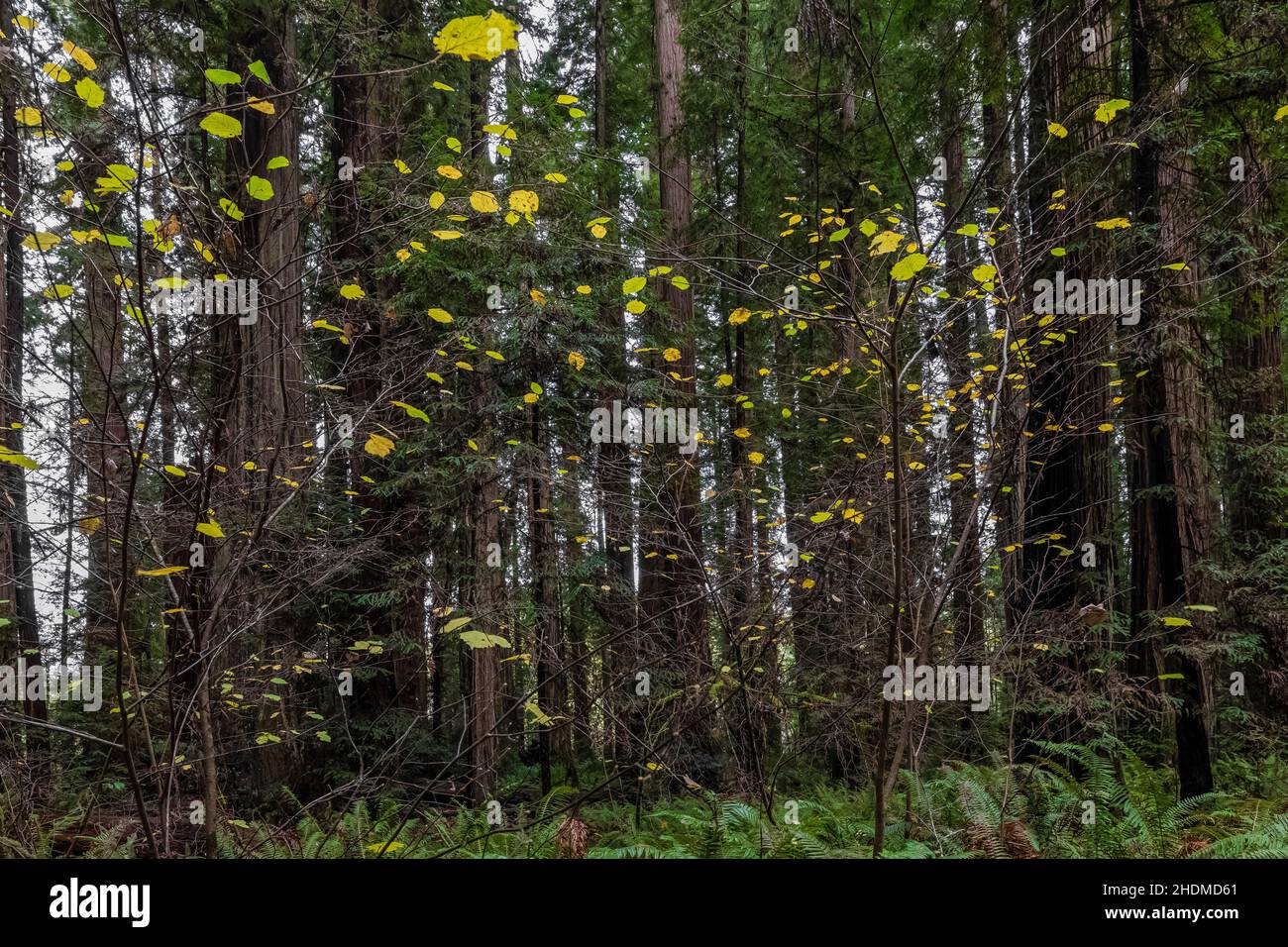 Corylus cornuta hi-res stock photography and images - Alamy