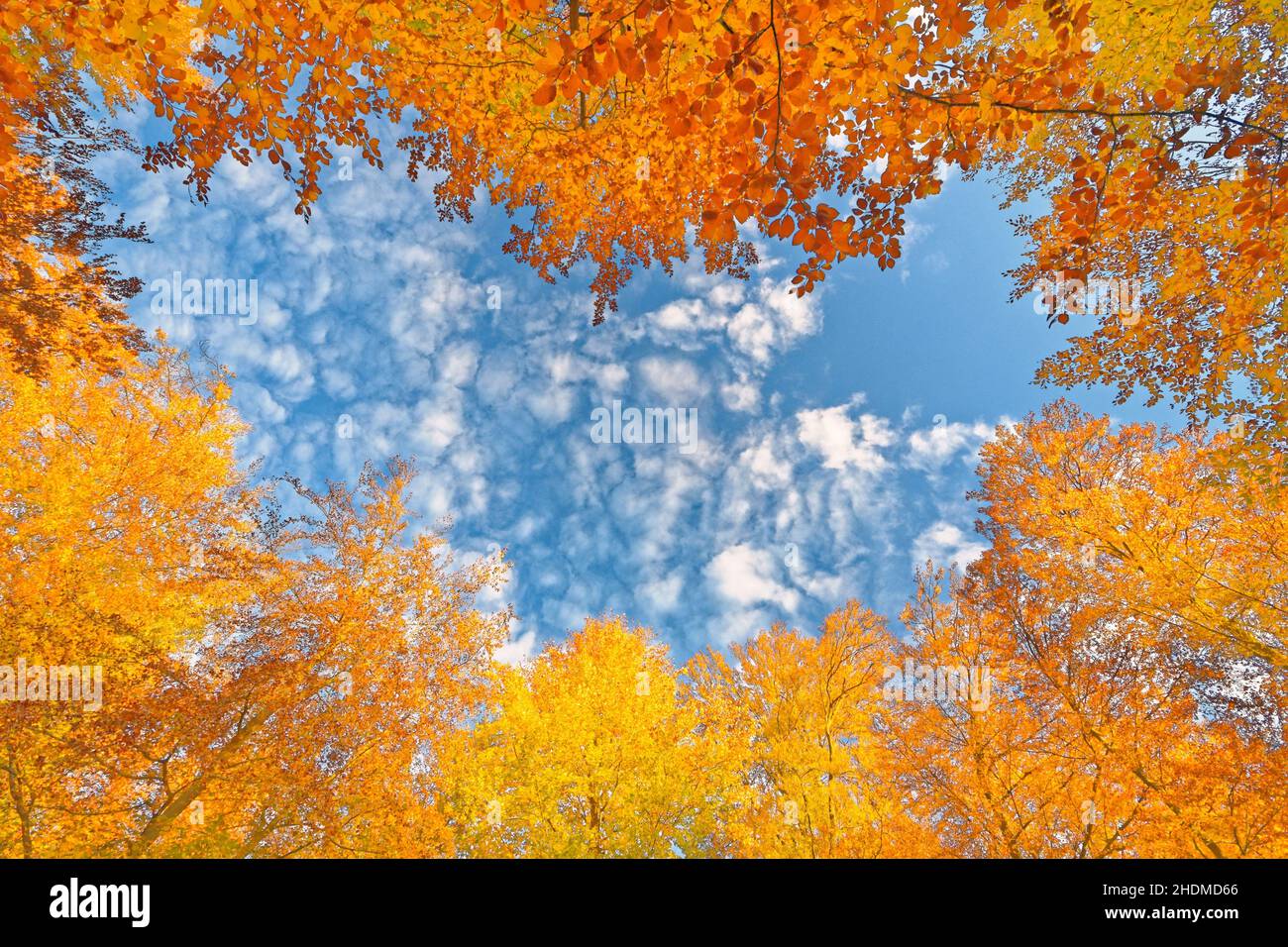 tree, treetop, golden october, trees, treetops, golden octobers Stock ...