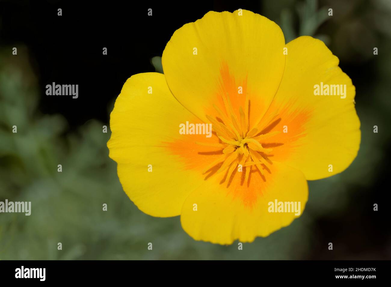 california poppy, california poppies Stock Photo - Alamy