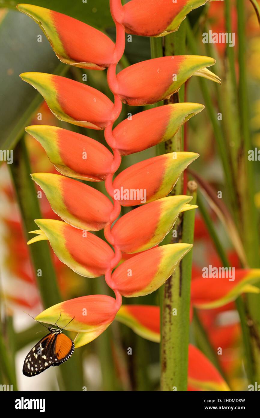 tropical, heliconia, tropicals, heliconias Stock Photo - Alamy