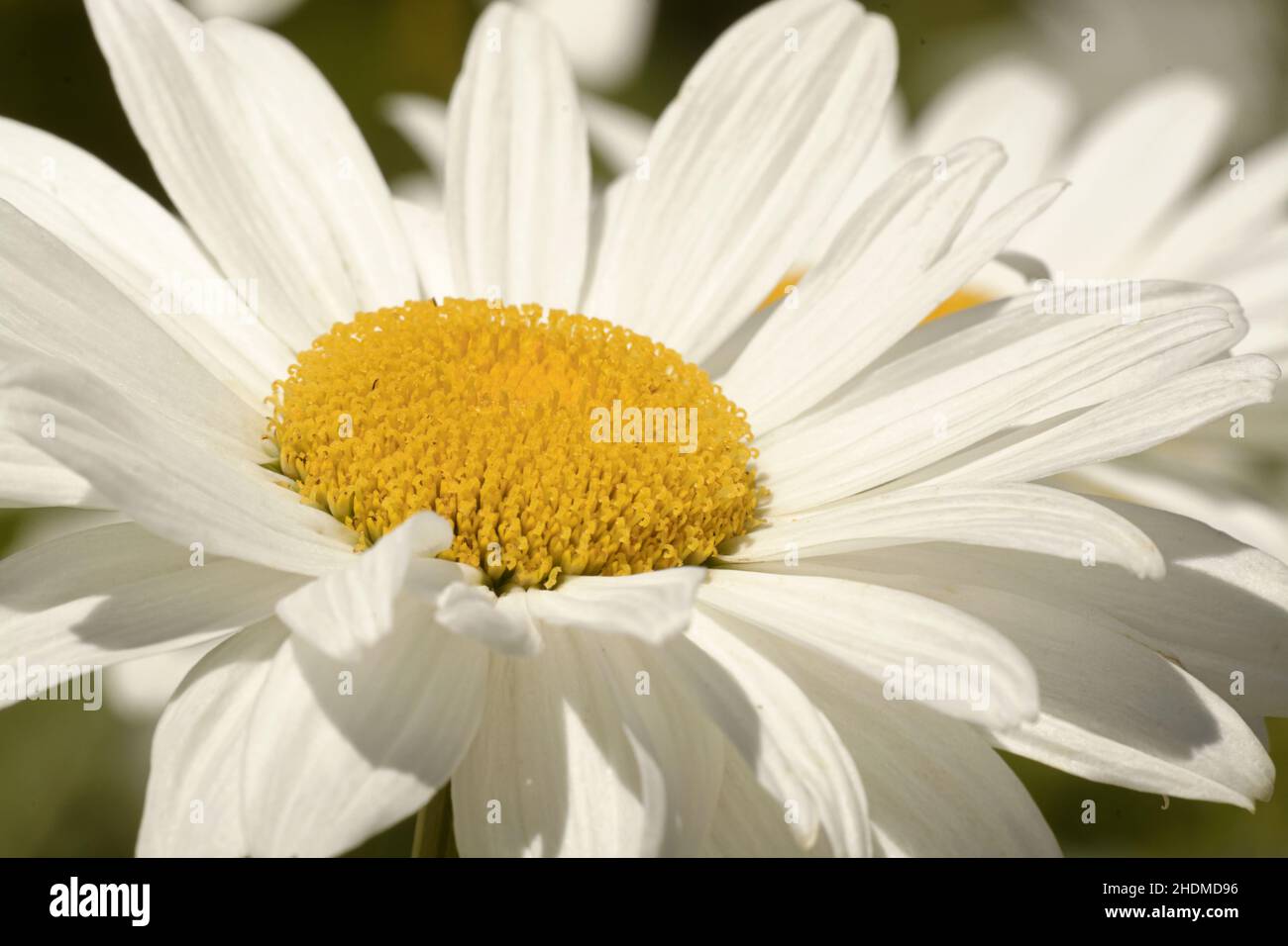 Daisy flower and marguerite hi-res stock photography and images - Alamy