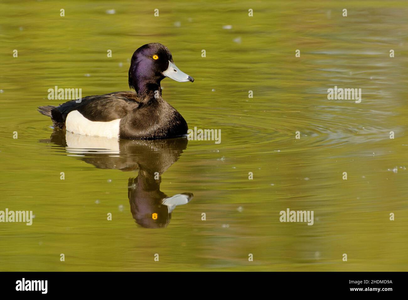 Male tufted pochards hi-res stock photography and images - Alamy