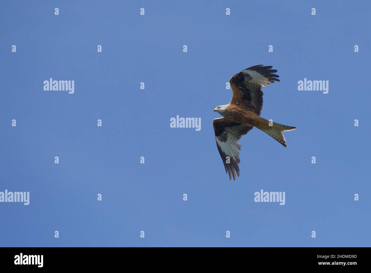red kite, kites, red kites Stock Photo - Alamy