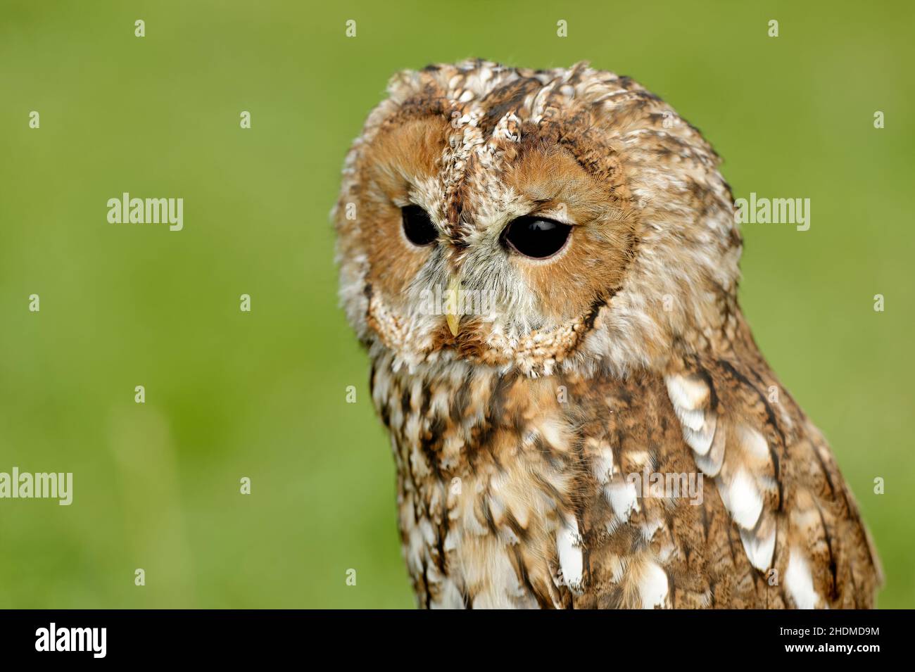 owl, brown owl, owls Stock Photo - Alamy