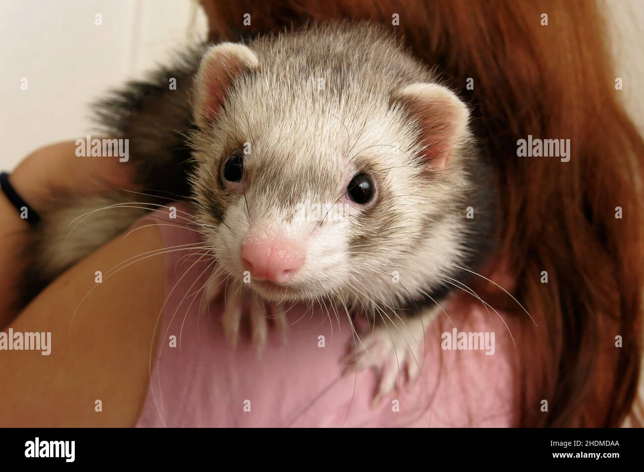 cuddle, ferret, cuddles, cuddling, embracing, hug, hugging, ferrets ... cuddle, ferret, cuddles, cuddling, embracing, hug, hugging, ferrets ...