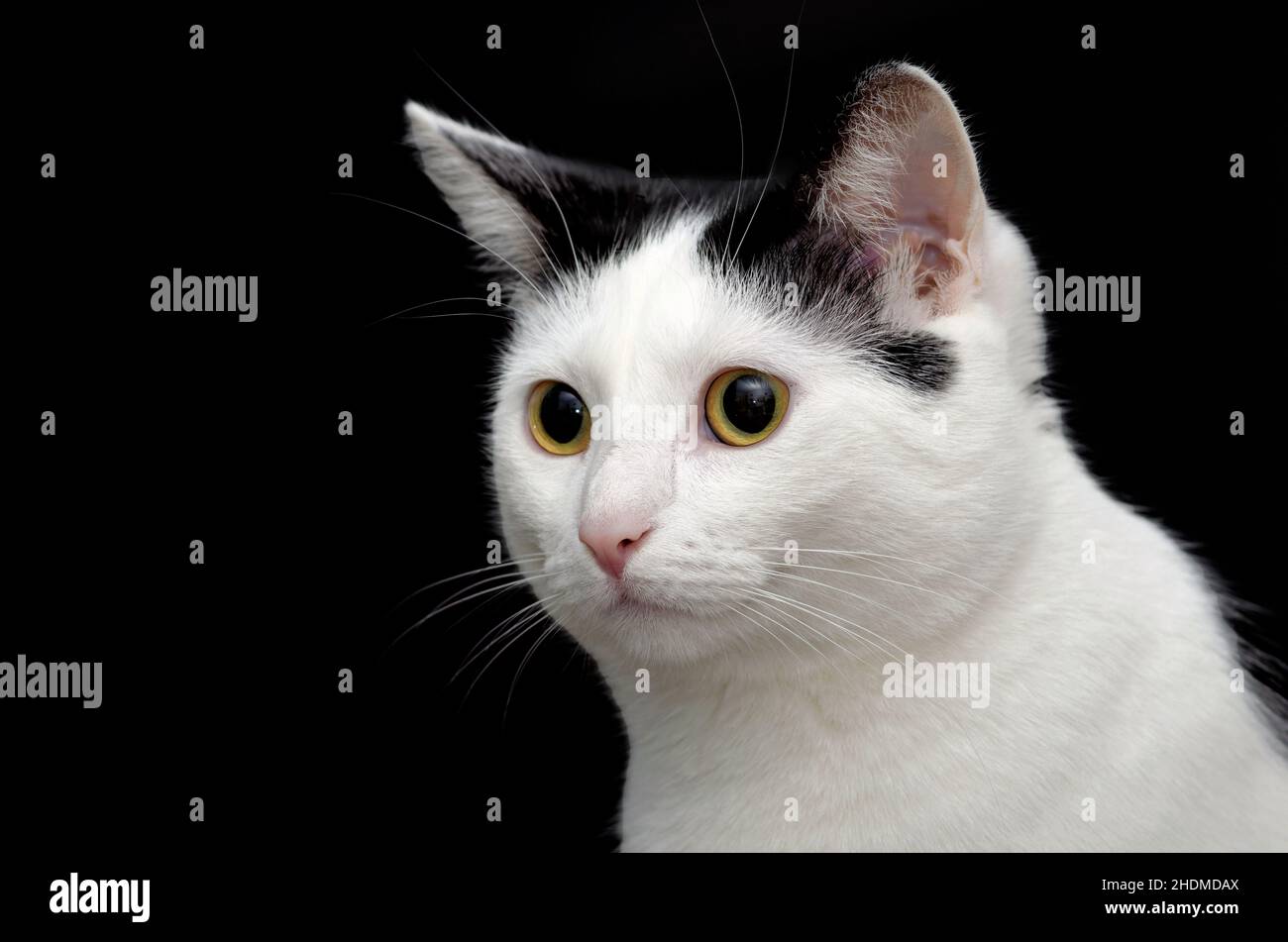 cat, animal portrait, cats, animal portraits Stock Photo - Alamy
