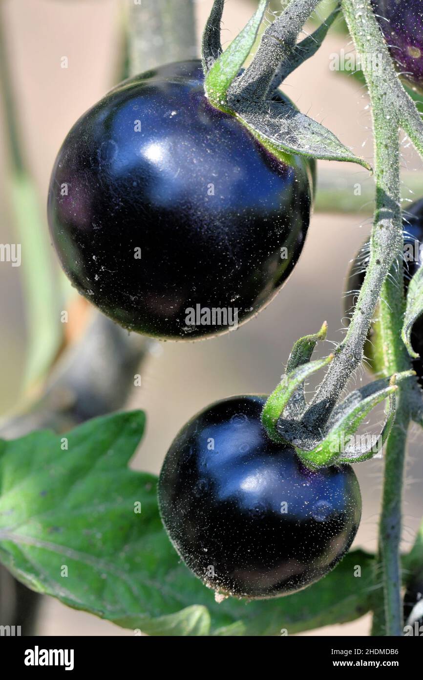 tomato, indigo rose, tomatoe, tomatoes, tomatos Stock Photo - Alamy