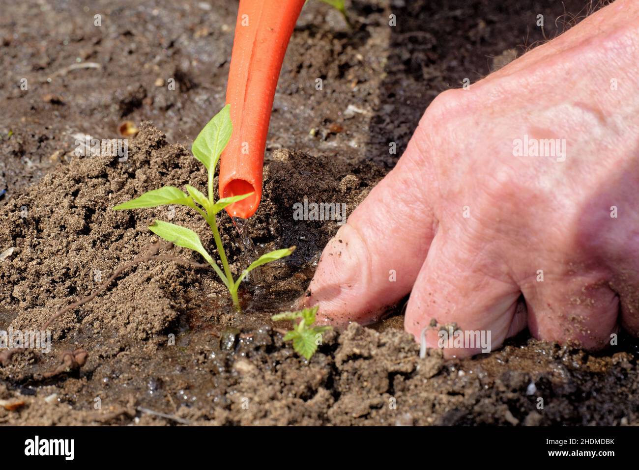 bell pepper, vegetable garden, seedling, planting, paprika, vegetable ...