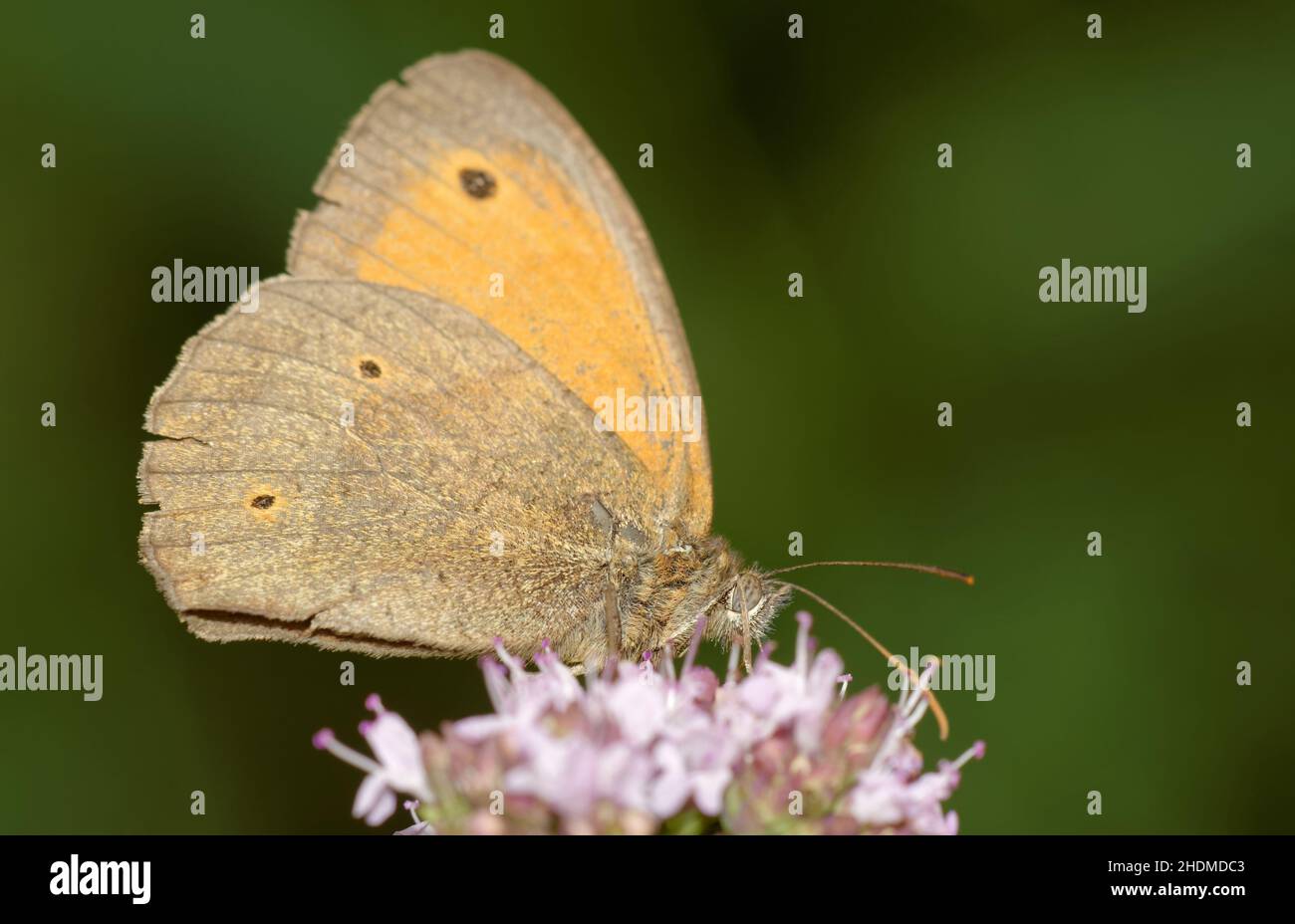 butterfly, great ox eye, butterflies, meadow browns Stock Photo - Alamy