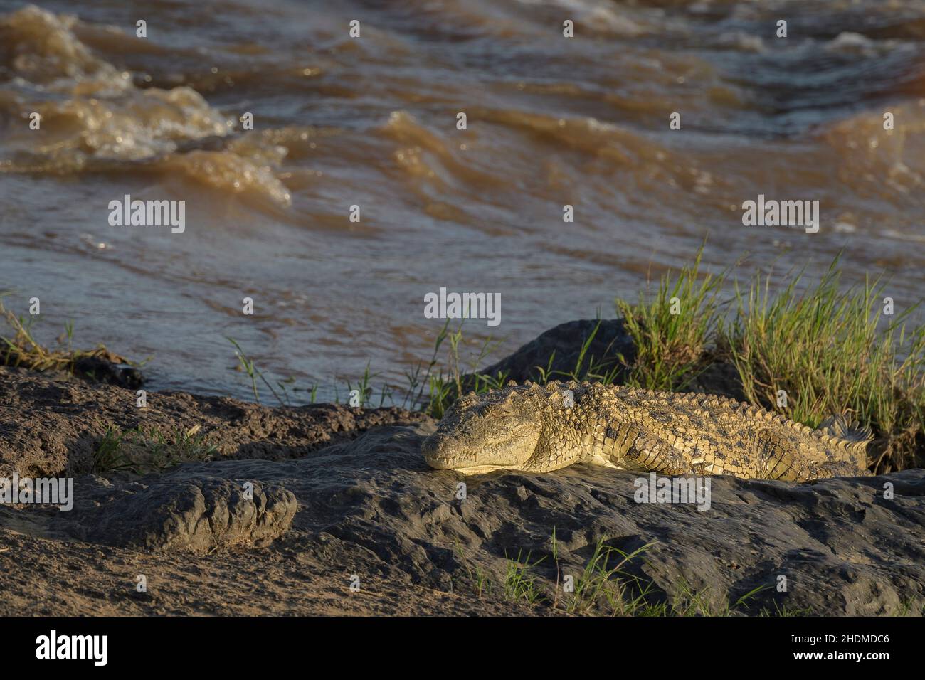 Nile crocodile lying on river bank alongside the Mara River Stock Photo ...