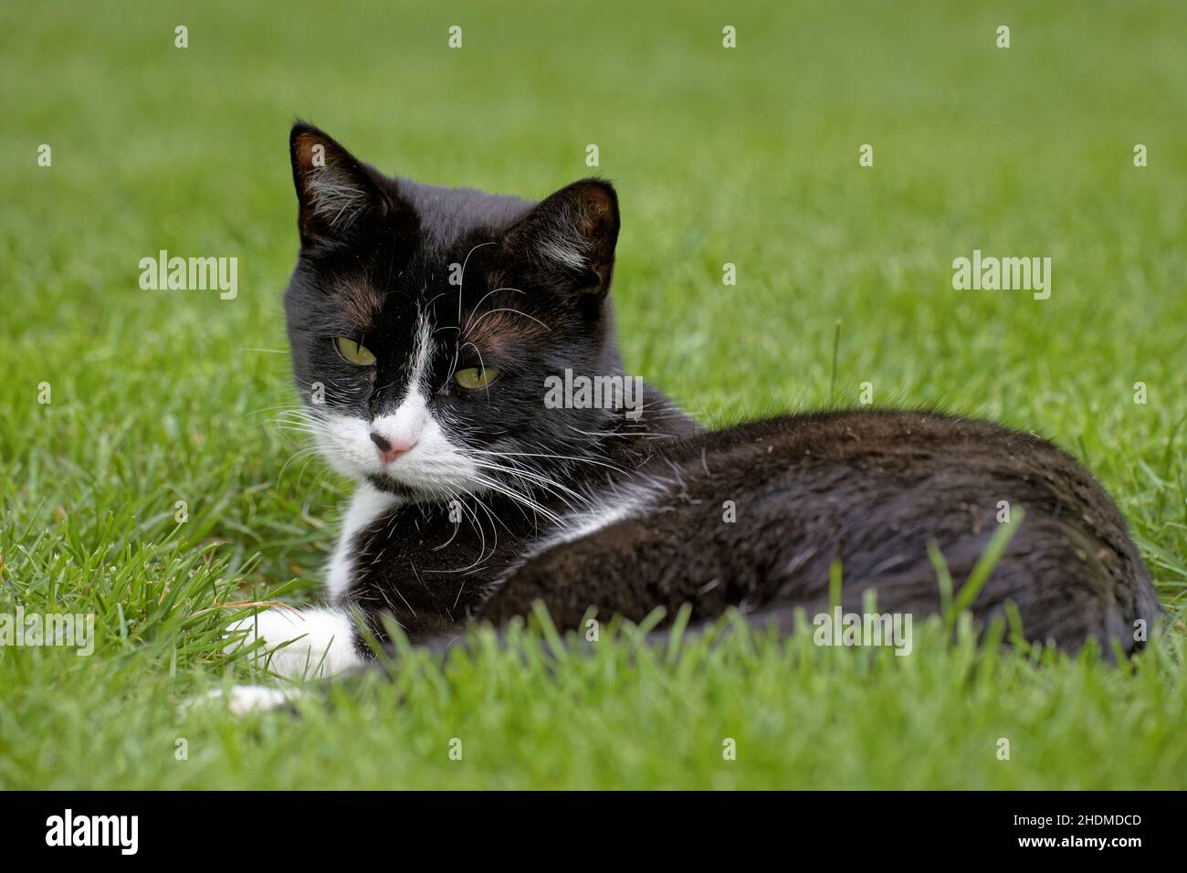 tired, cat, tireds, cats Stock Photo - Alamy