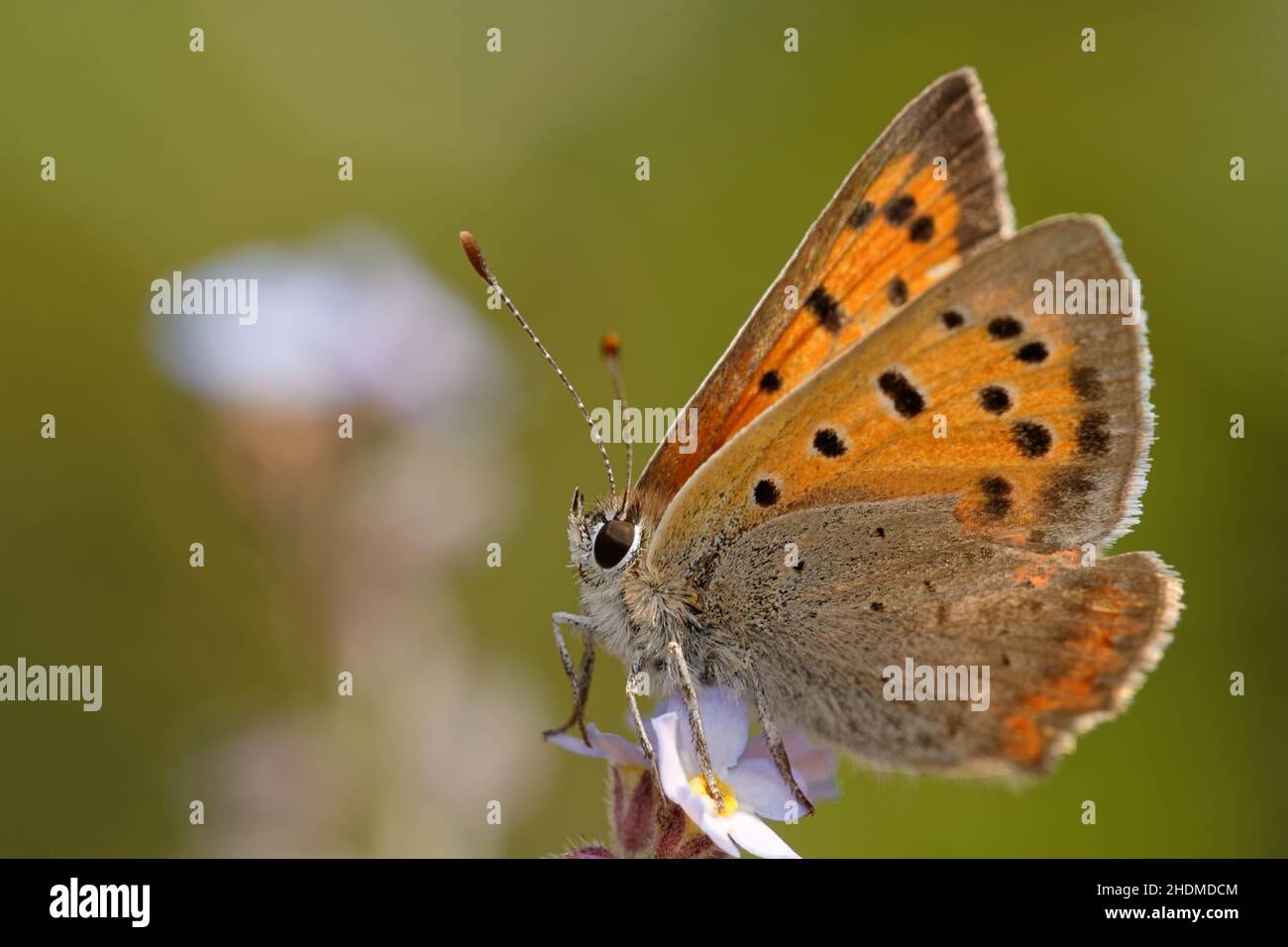 copper butterfly, copper butterflies Stock Photo - Alamy