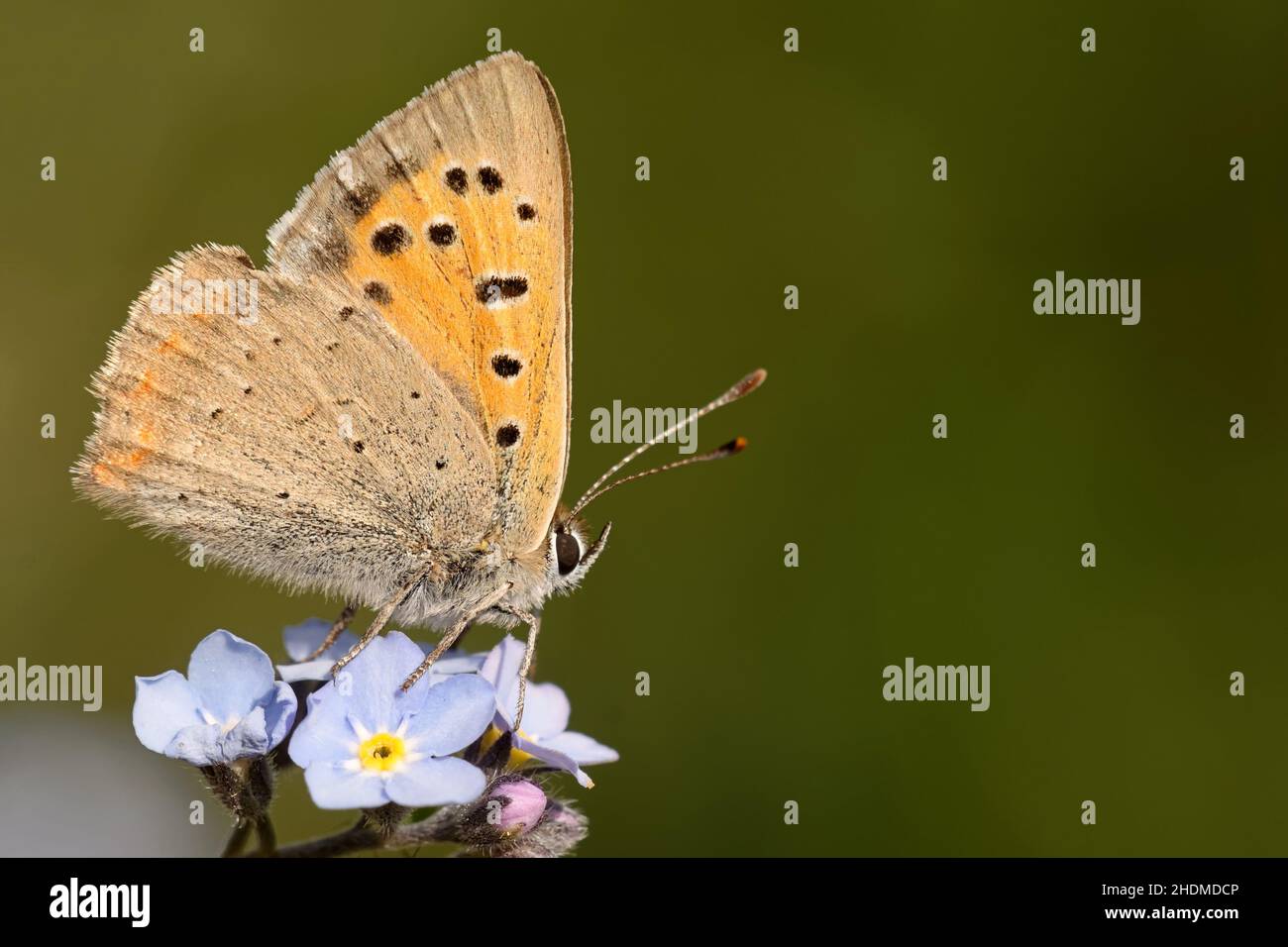 copper butterfly, copper butterflies Stock Photo - Alamy