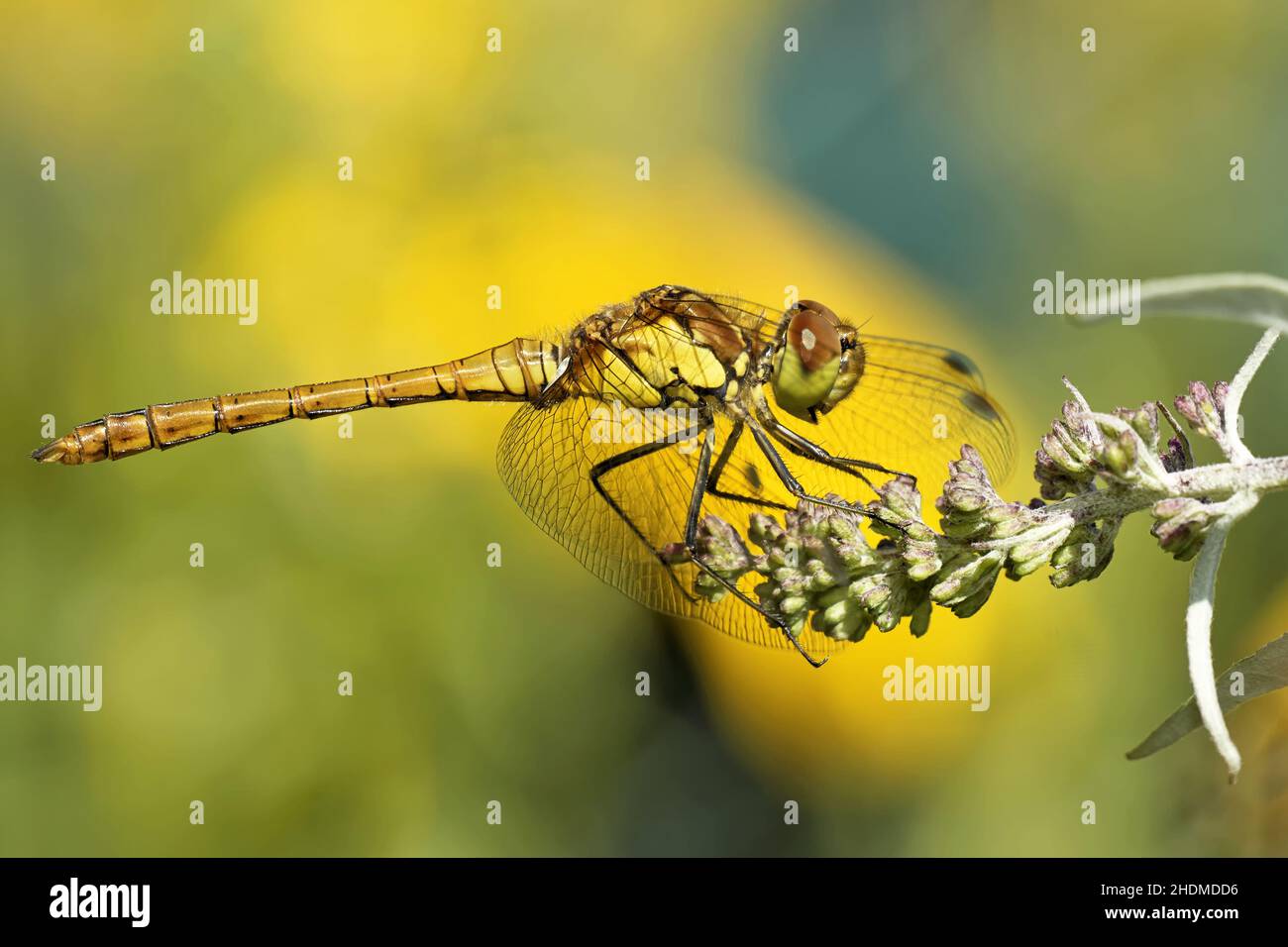 libellulidae, common darter, libellulidaes, sympetrum striolatum Stock ...