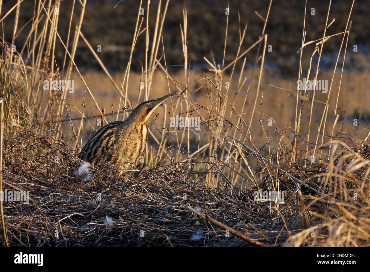 Bittern and herons hi-res stock photography and images - Alamy