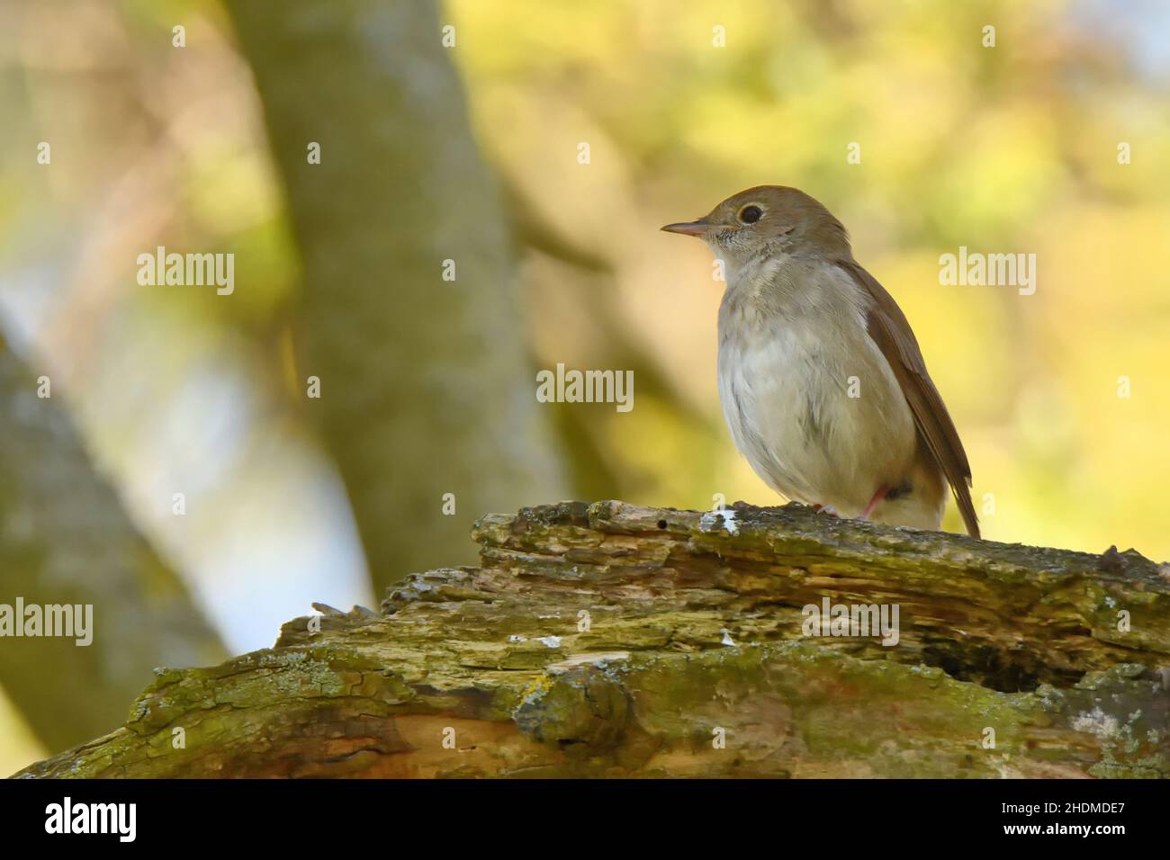 nightingale, common nightingale, luscinia megarhynchos, rufous ...