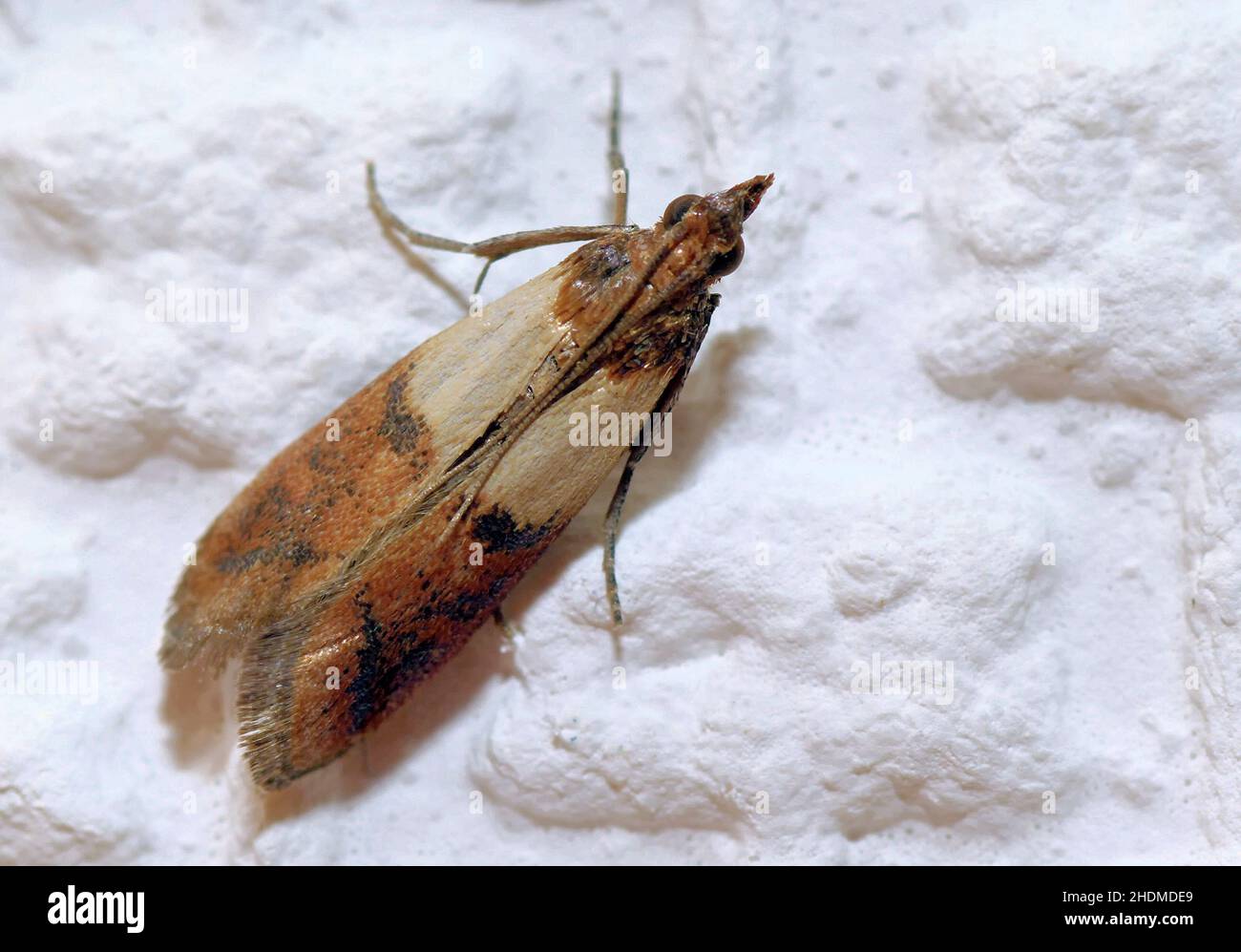 vermin, moth, vermins, moths Stock Photo - Alamy
