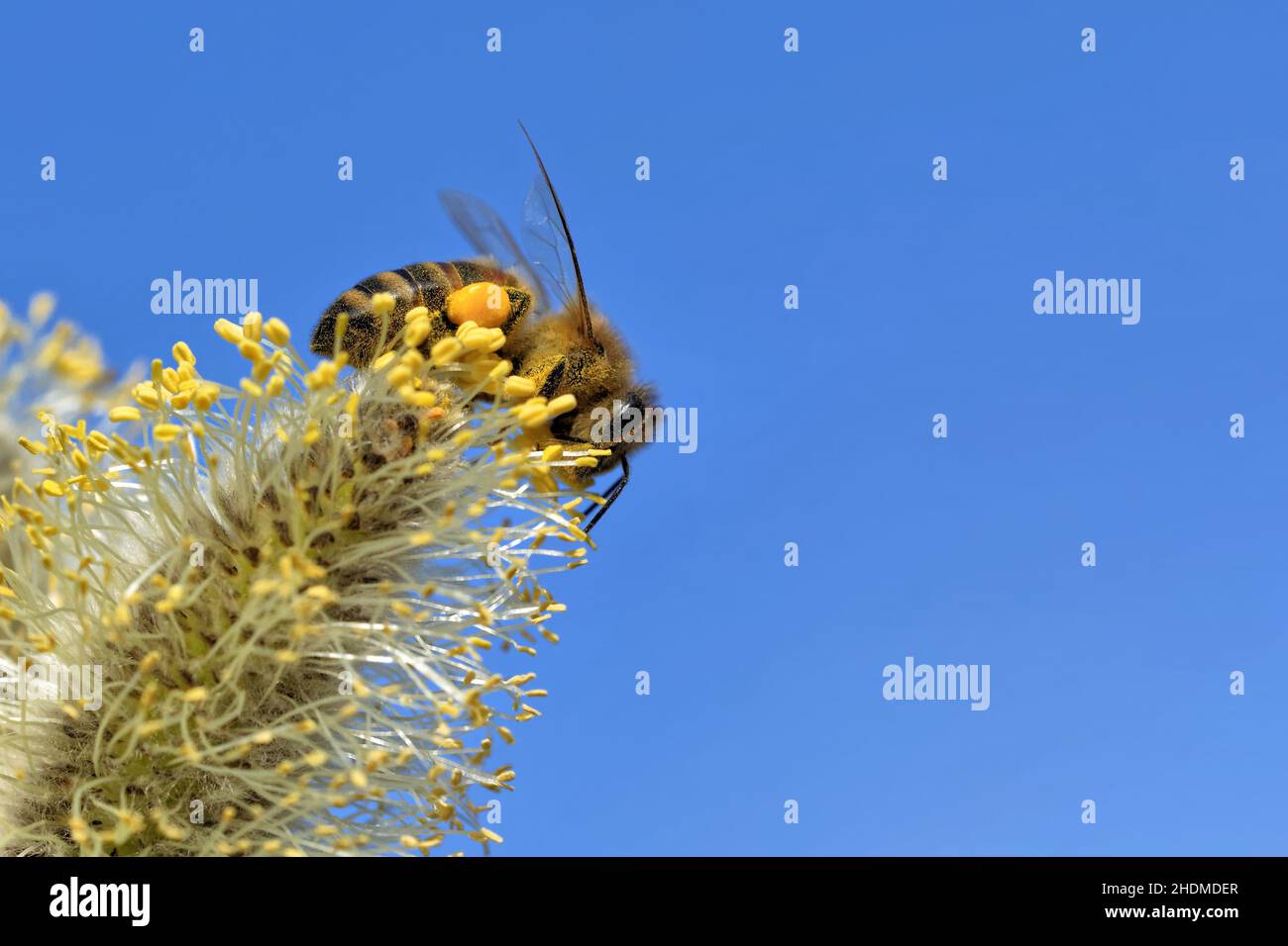 honey bee, pollination, honey bees, pollinations Stock Photo - Alamy