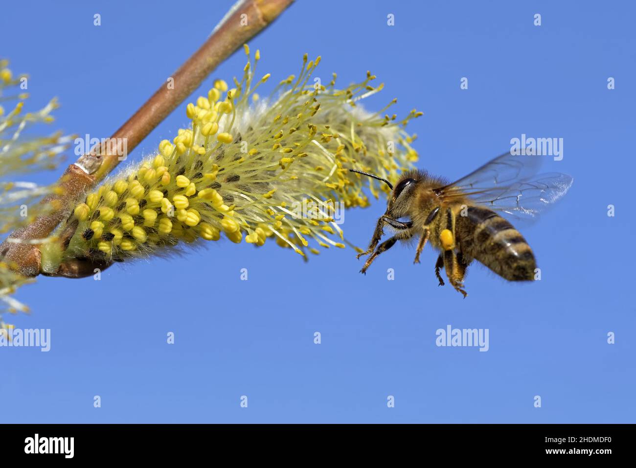 bee, pollinate, pussy willow, bees, pollinates, pussy willows Stock ...