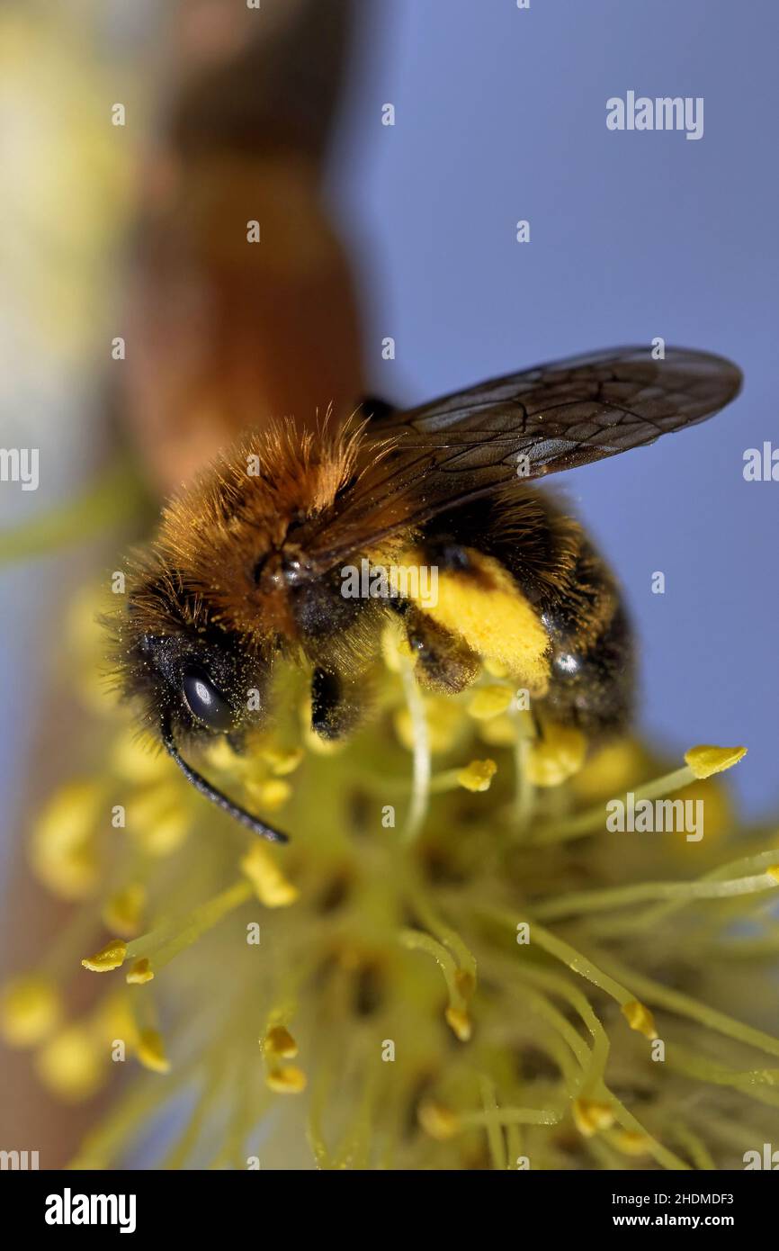 bee, pollinate, red mason bee, bees, pollinates Stock Photo - Alamy