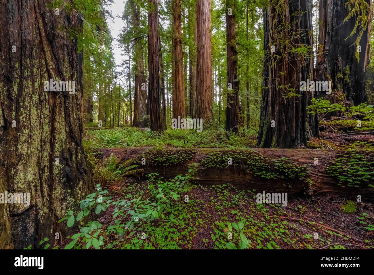 Fallen Coast Redwood Log in Stout Memorial Grove in Jedediah Smith ...